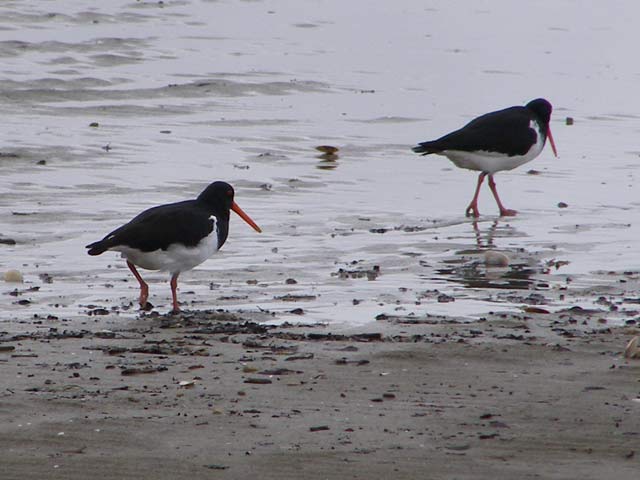 Birds of Delaware Bay